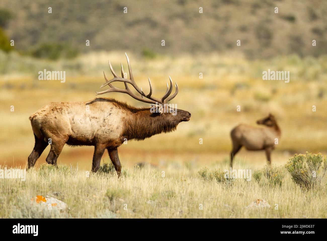 American Elk (Cervus canadensis), bull in rutting season Stock Photo ...