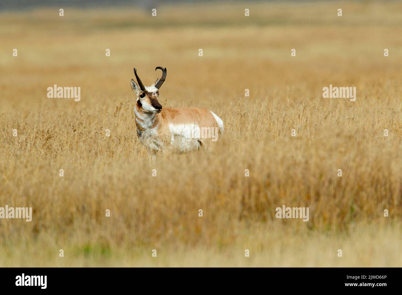 Pronghorn antelope buck hi-res stock photography and images - Alamy