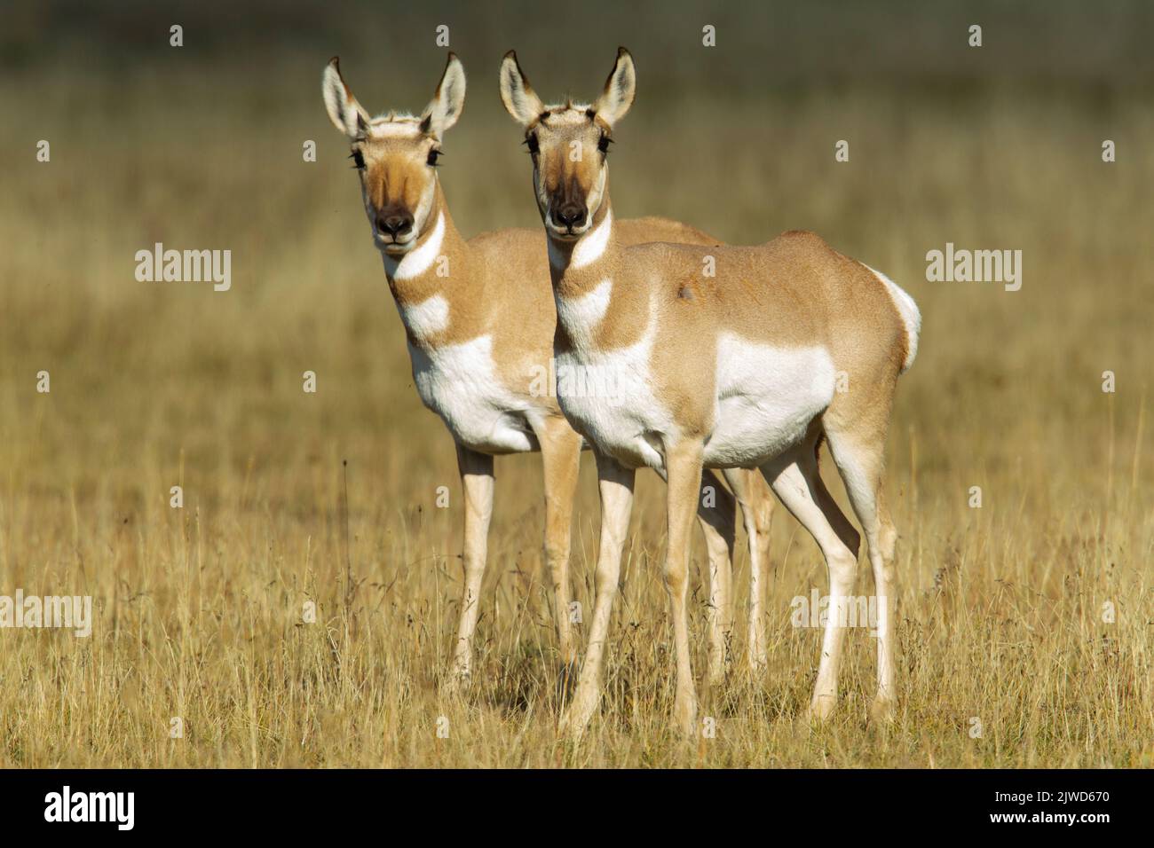 Female pronghorn antelope hi-res stock photography and images - Alamy