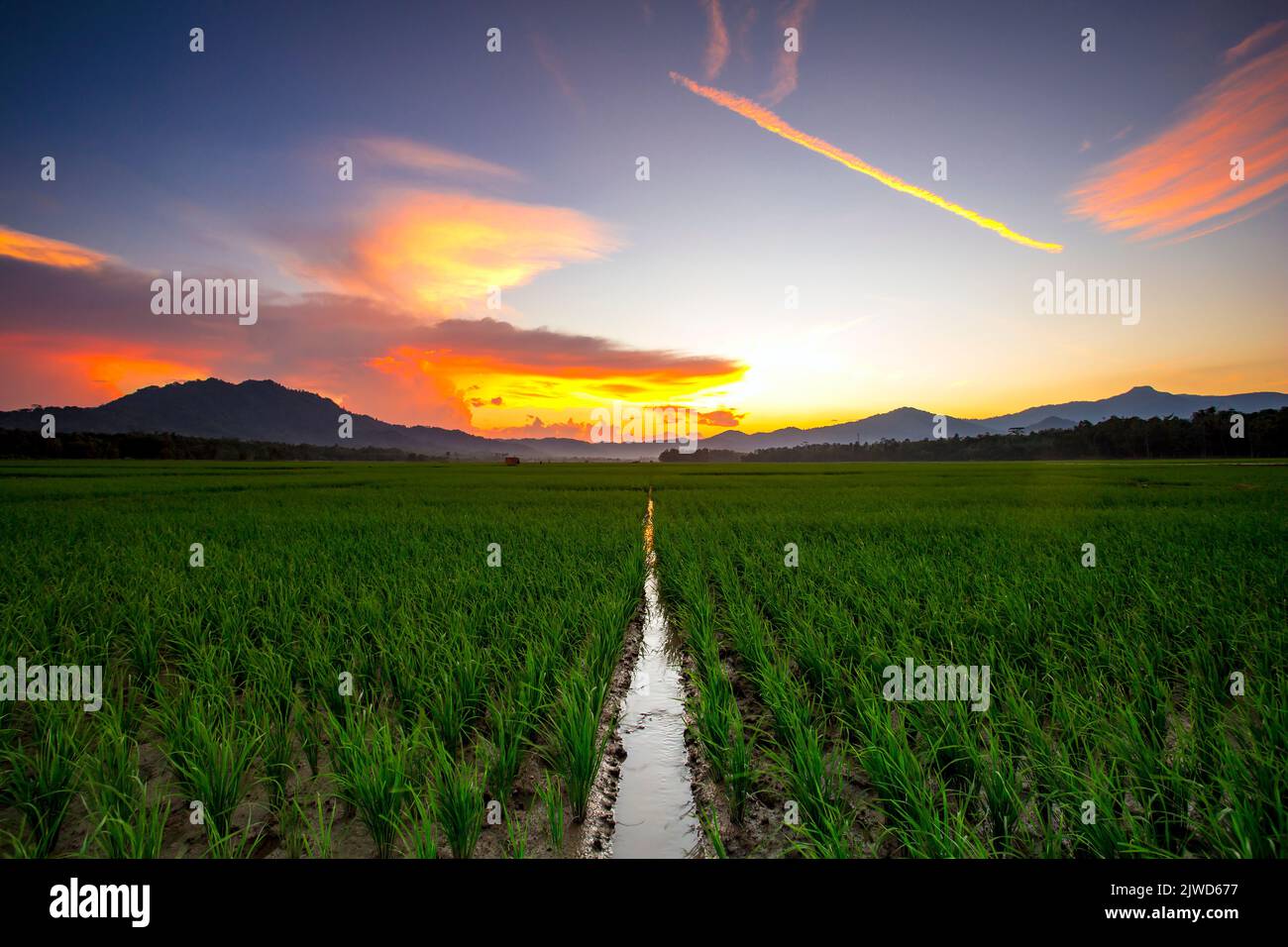 Irrigation is used to water rice fields. Green rice fields in Indonesia ...