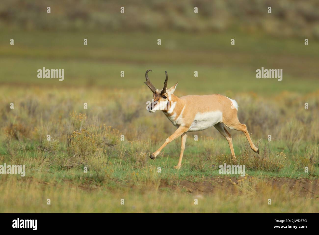 Pronghorn antelope running hi-res stock photography and images - Alamy