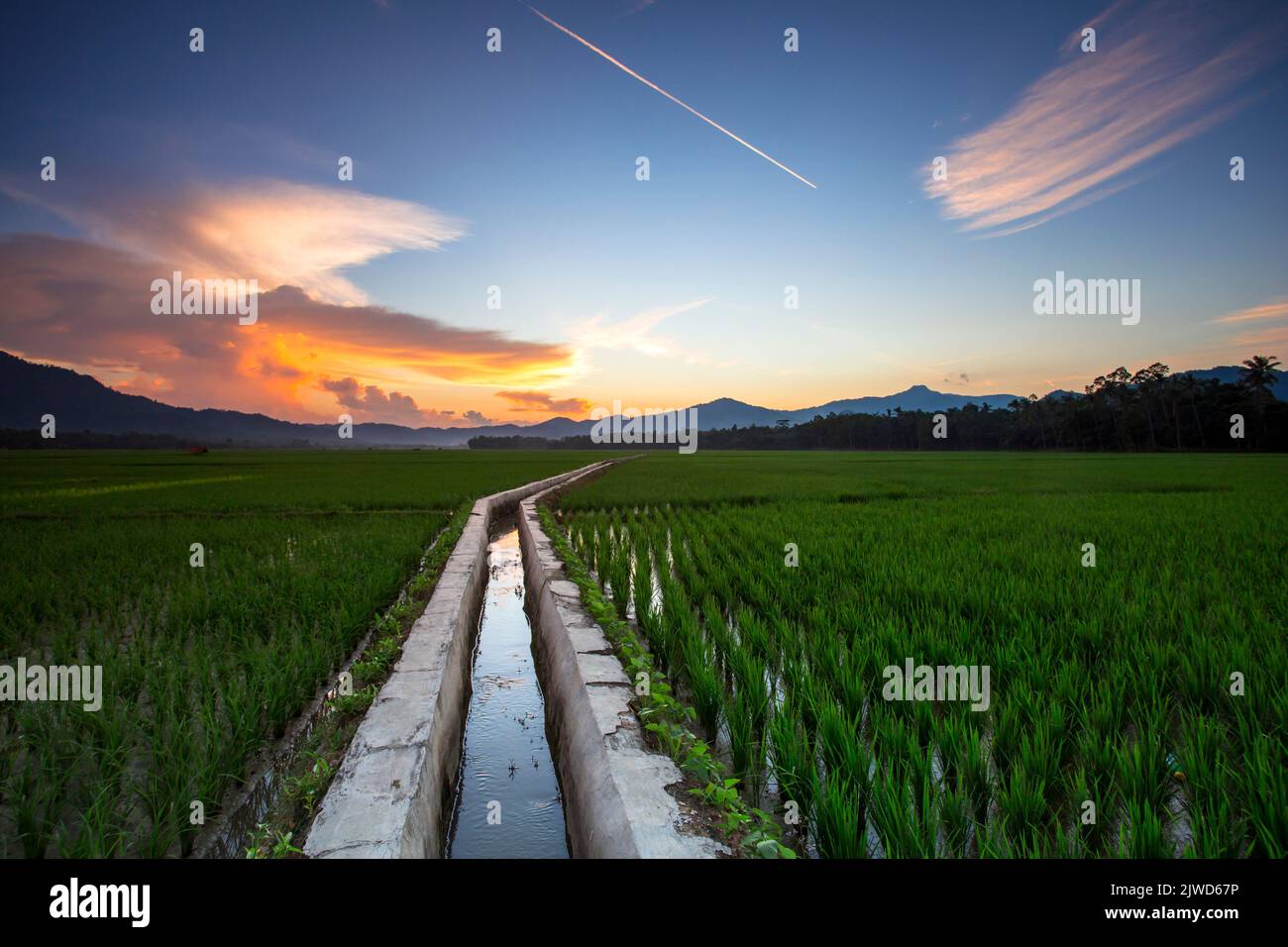 Irrigation is used to water rice fields. Green rice fields in Indonesia. sunset in the rice ...