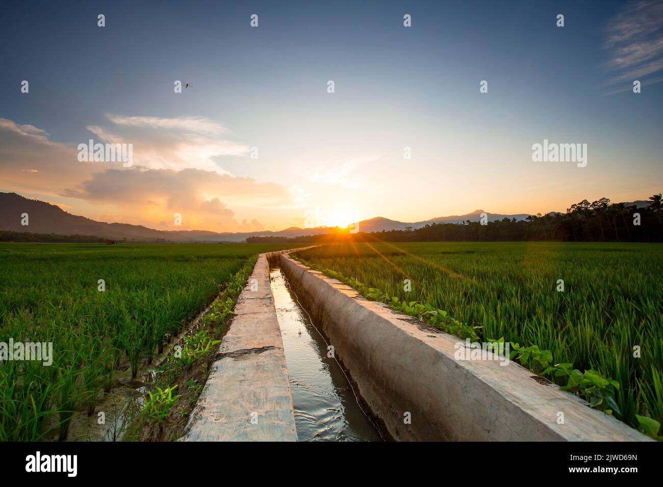 Irrigation is used to water rice fields. Green rice fields in Indonesia ...