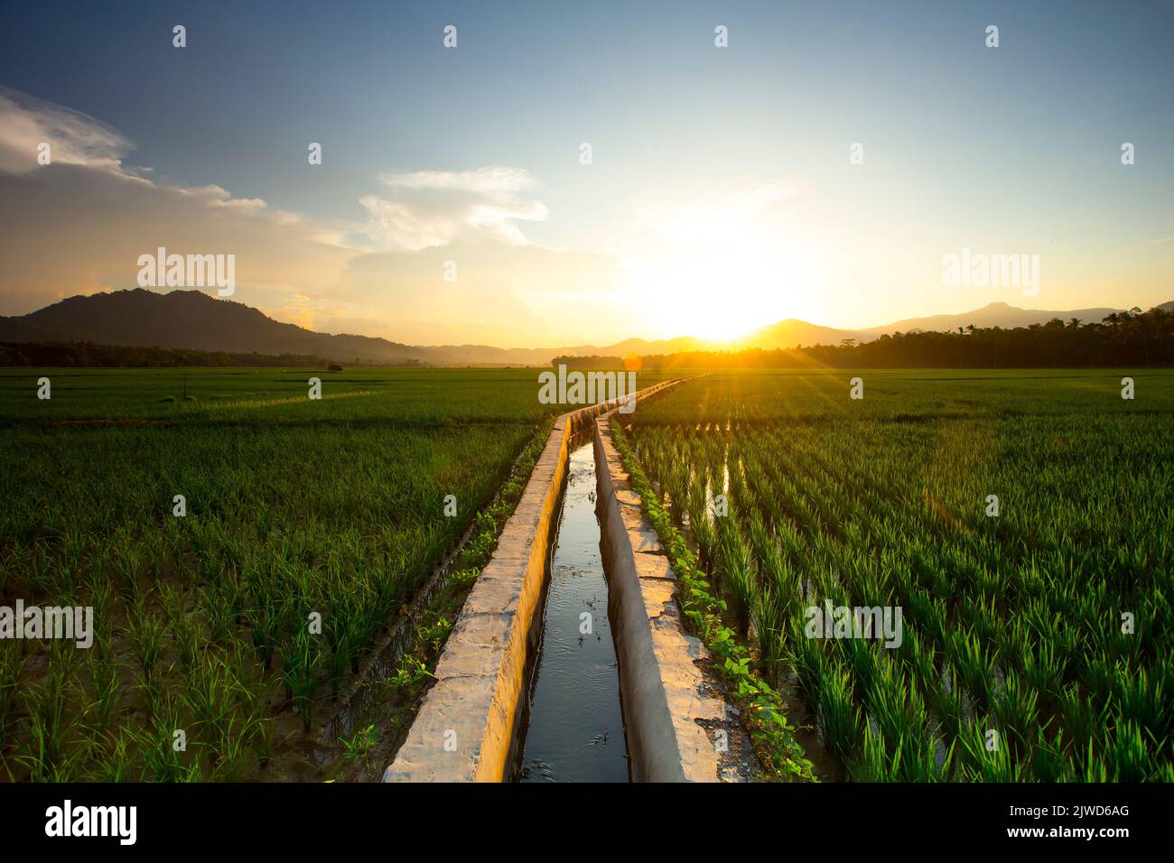 Irrigation is used to water rice fields. Green rice fields in Indonesia ...