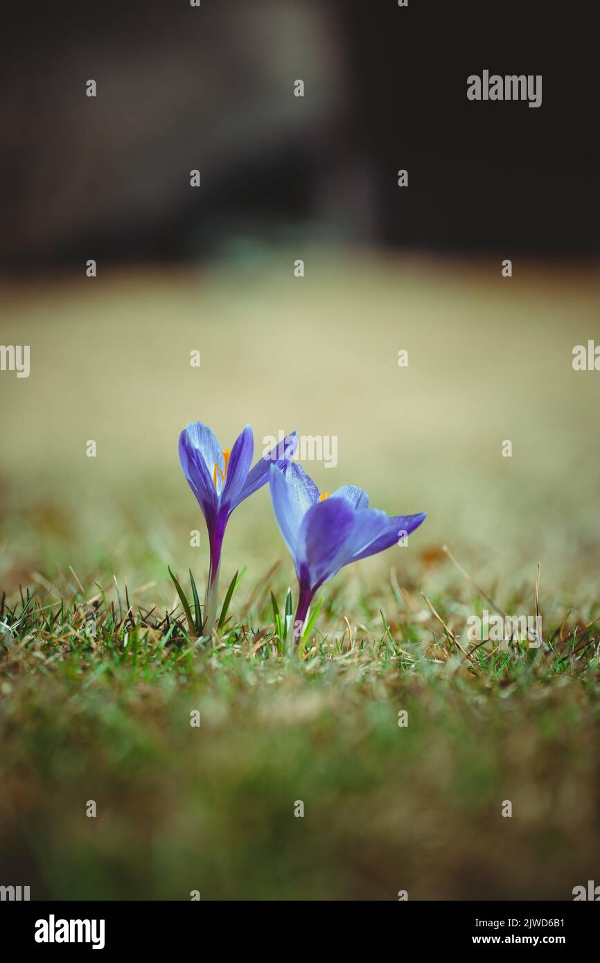 A vertical closeup shot of blooming crocus flowers on a field Stock ...