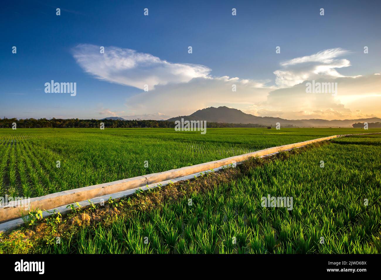 Irrigation is used to water rice fields. Green rice fields in Indonesia ...