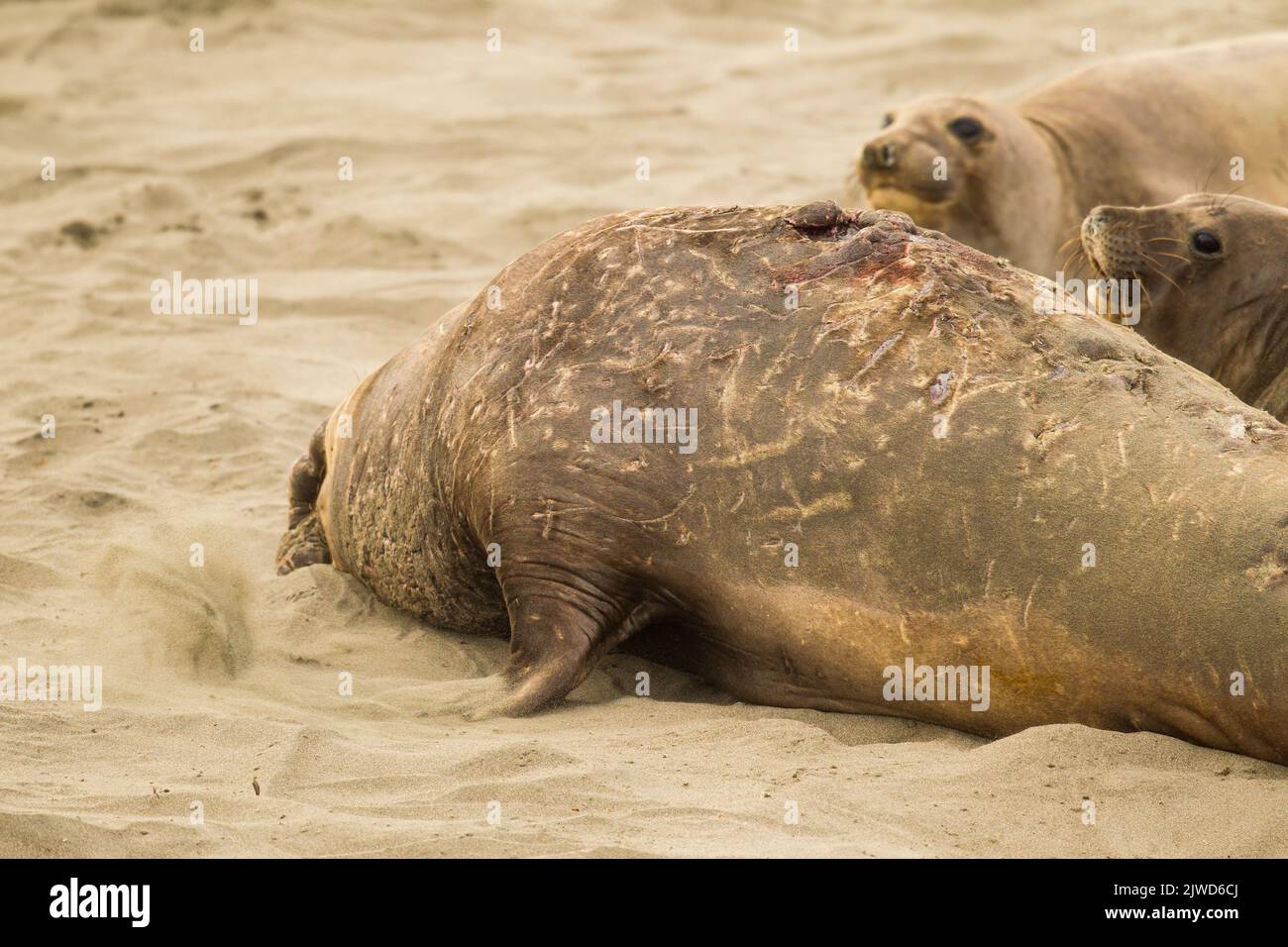 Northern elephant seal (Mirounga angustirostris). with large scars on ...