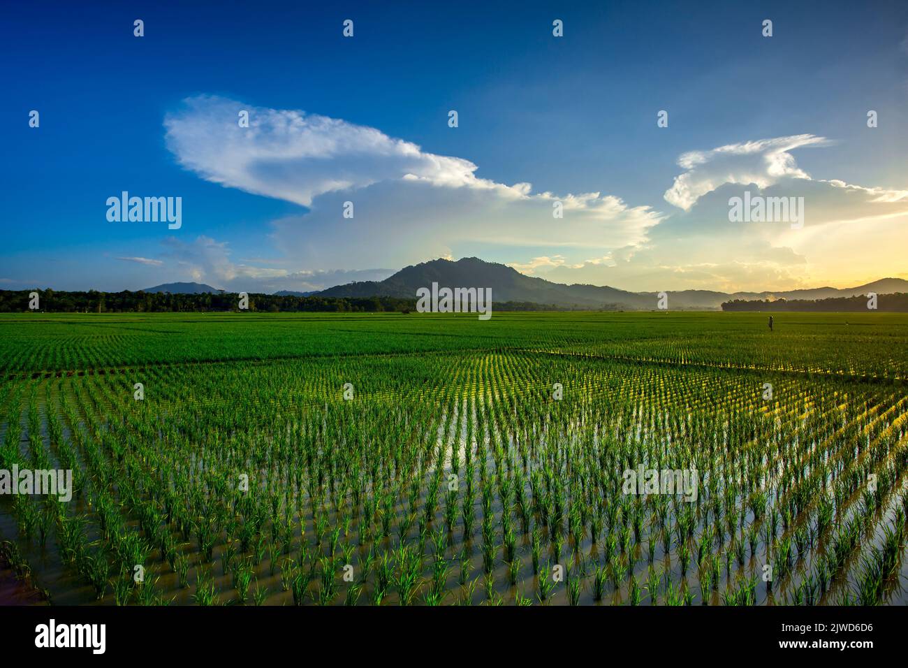 Irrigation is used to water rice fields. Green rice fields in Indonesia ...