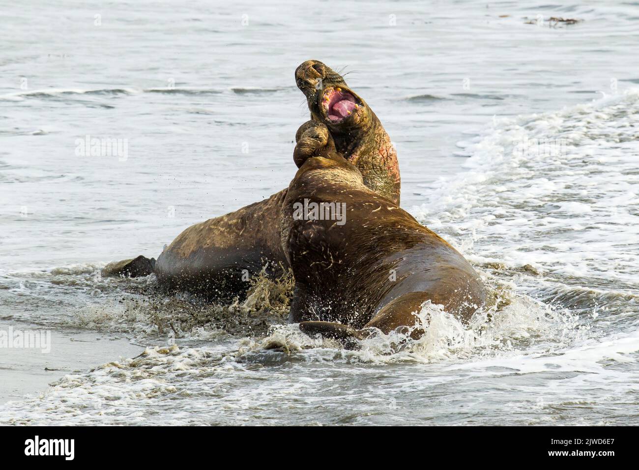 Northern elephant seals (Mirounga angustirostris). fighting in the surf ...