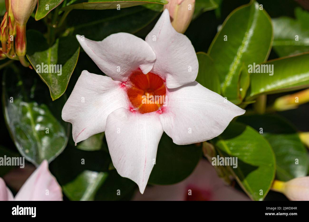 Sundaville Flower - Mandevilla sanderi Stock Photo - Alamy