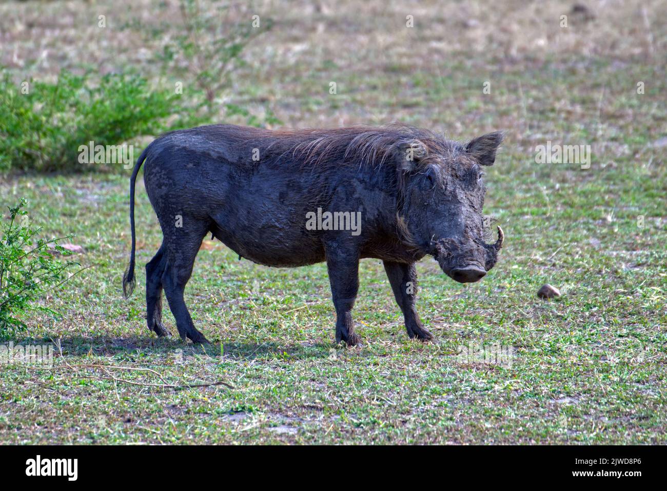 Lionking hi-res stock photography and images - Alamy