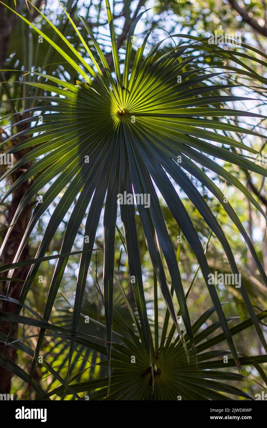 Palm tree inside mexican mayan jungle, very common there Stock Photo ...