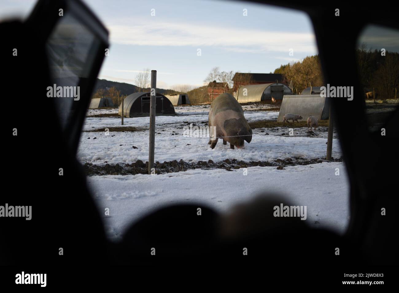 A domestic bicolor pig on the farm in winter Stock Photo - Alamy