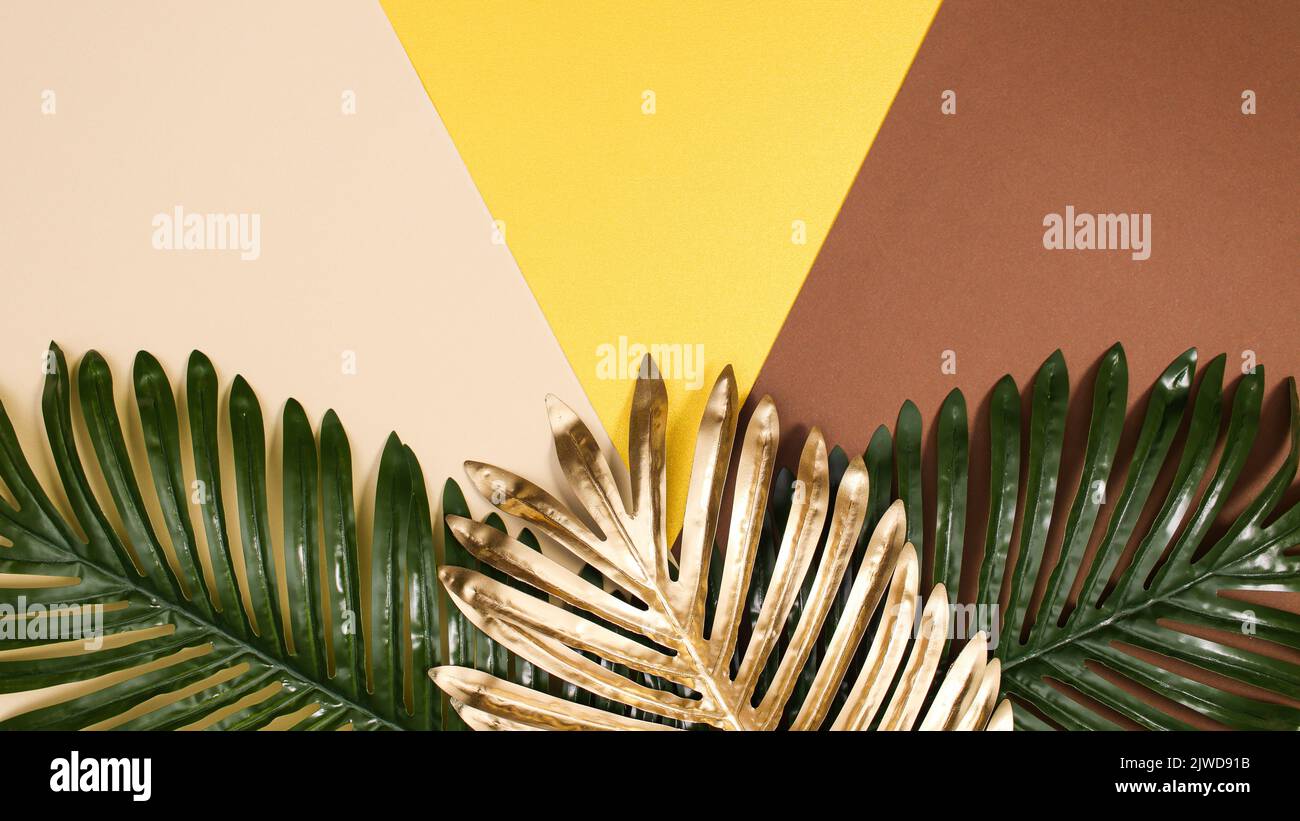 Summer exotic palm leaves on three shade background. Flat lay Stock ...