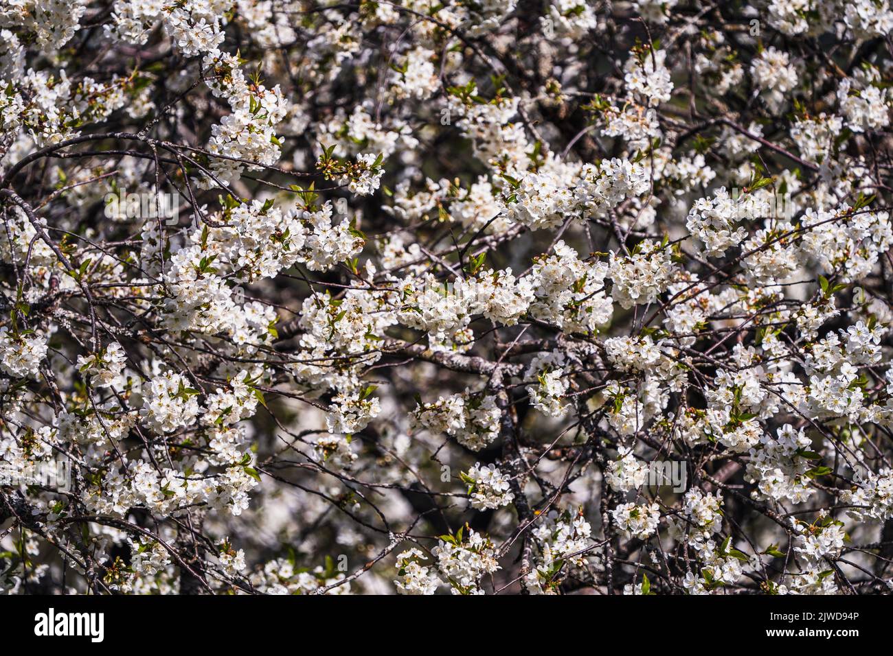 A beautiful cherry blossom tree Stock Photo - Alamy