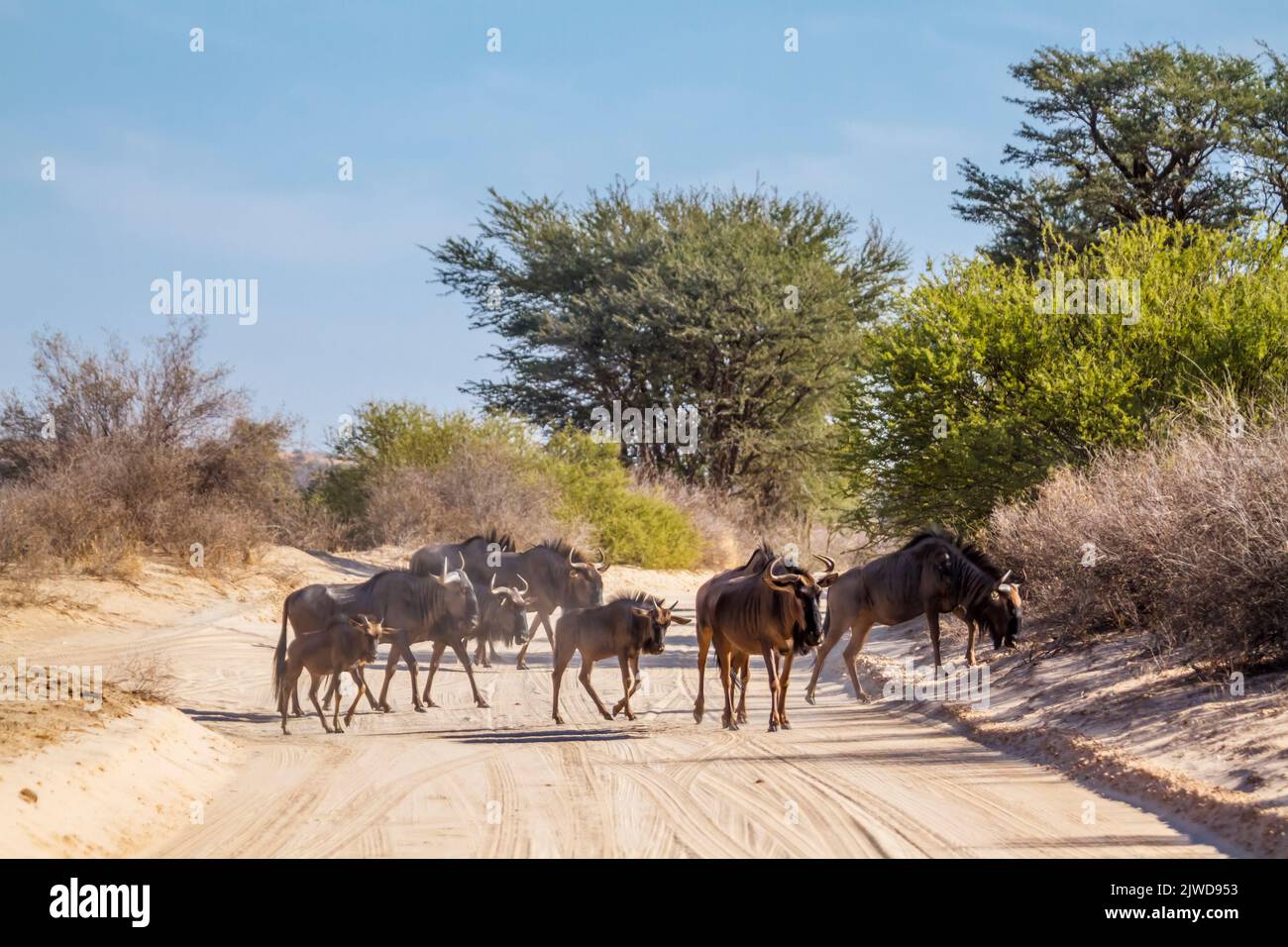 Small group of Blue wildebeest on safari road in Kgalagadi ...