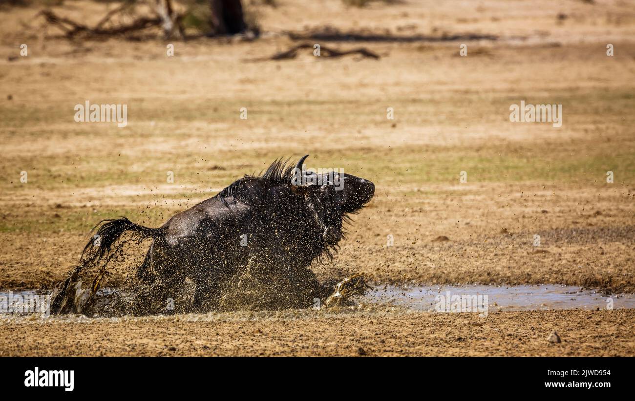 Two Blue wildebeest bull fighting in waterhole in Kgalagadi ...