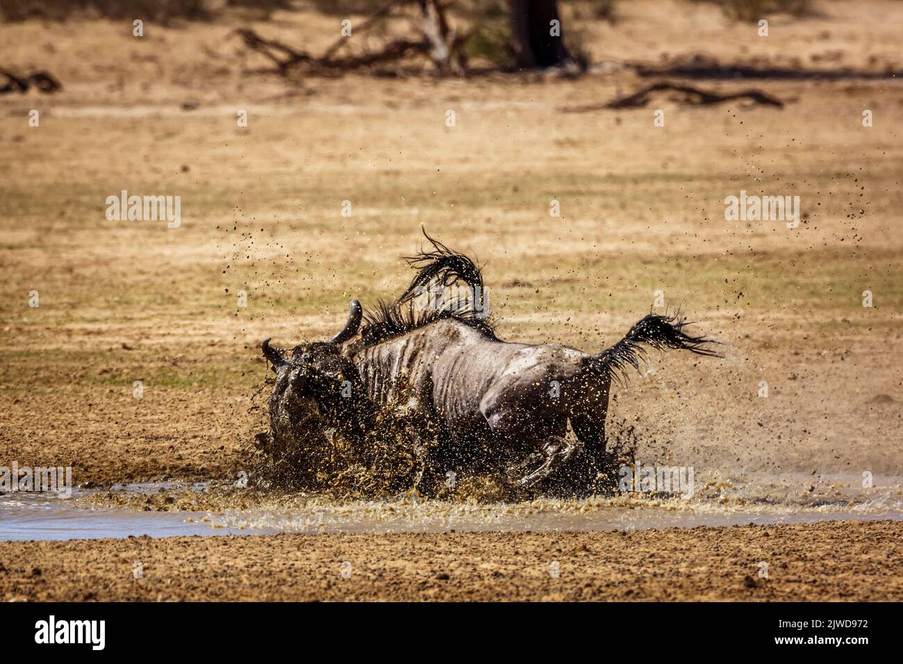 Two Blue wildebeest bull fighting in waterhole in Kgalagadi ...