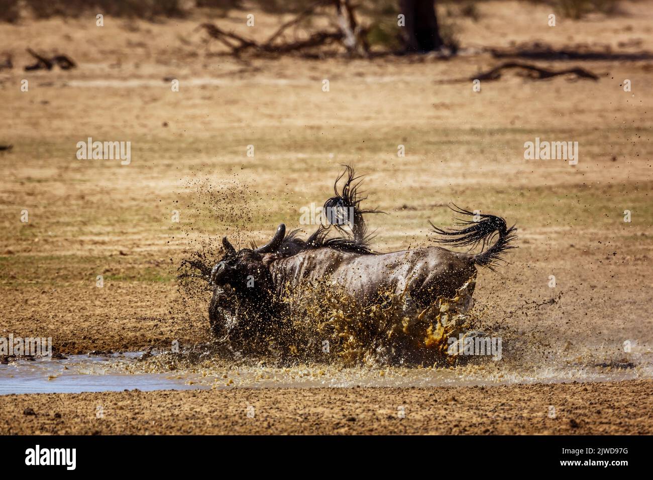 Two Blue wildebeest bull fighting in waterhole in Kgalagadi ...