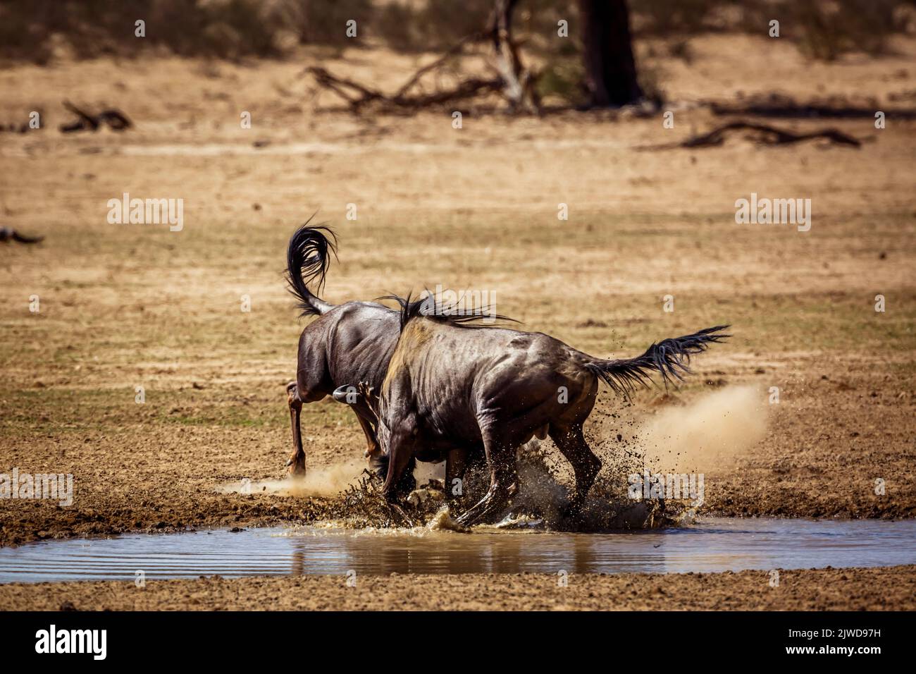 Two Blue wildebeest bull fighting in waterhole in Kgalagadi ...