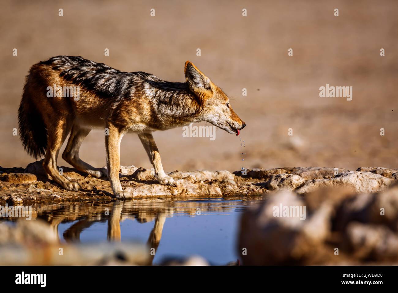 Black backed jackal drinking at waterhole in Kgalagadi transfrontier ...