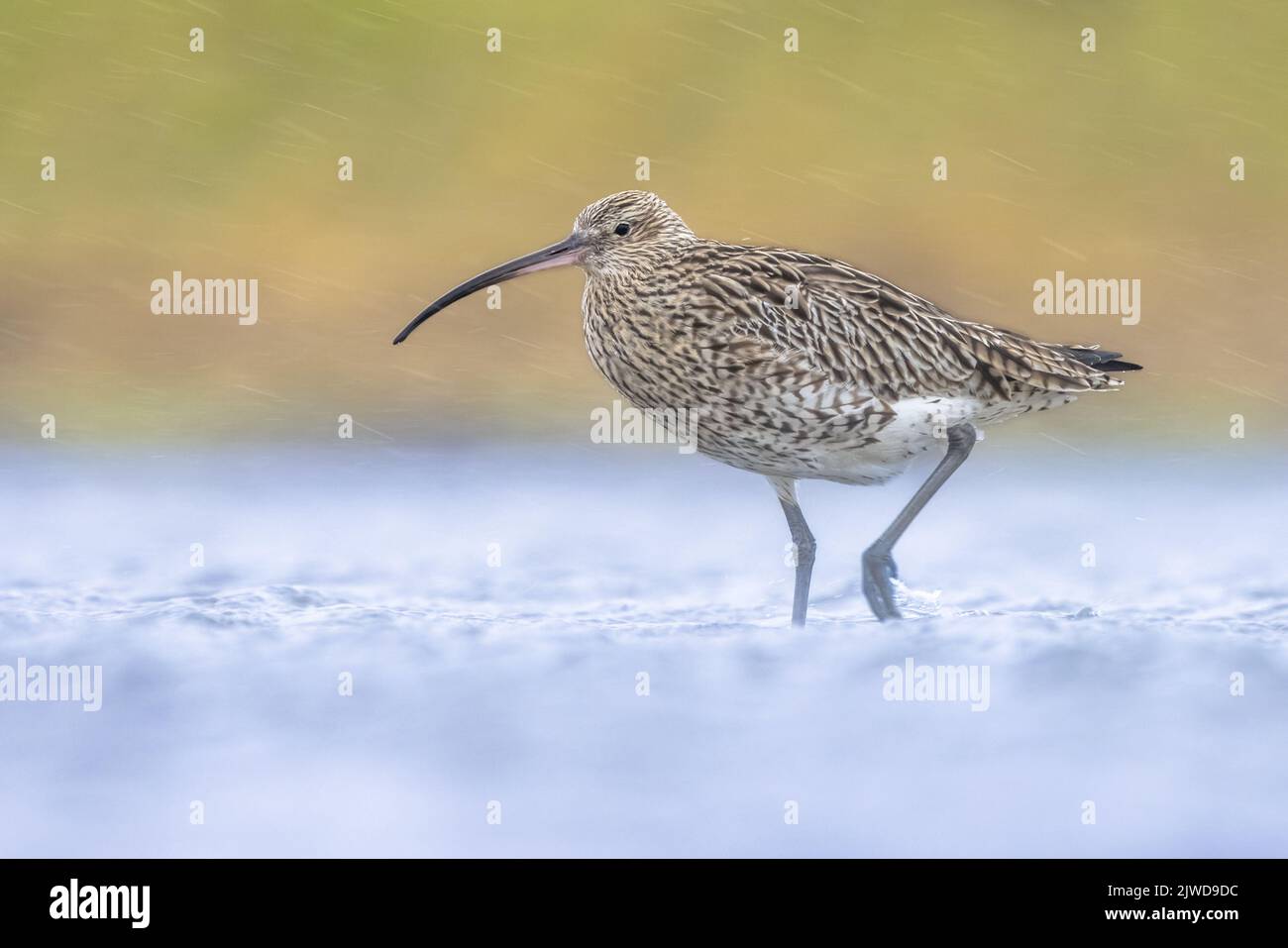 Eurasian curlew or common curlew (Numenius arquata) stilt bird wading ...