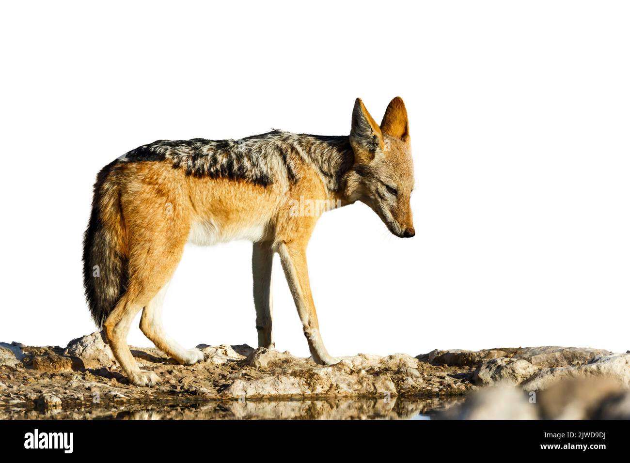 Black backed jackal isolated in white background in Kgalagadi transfrontier park, South Africa ...