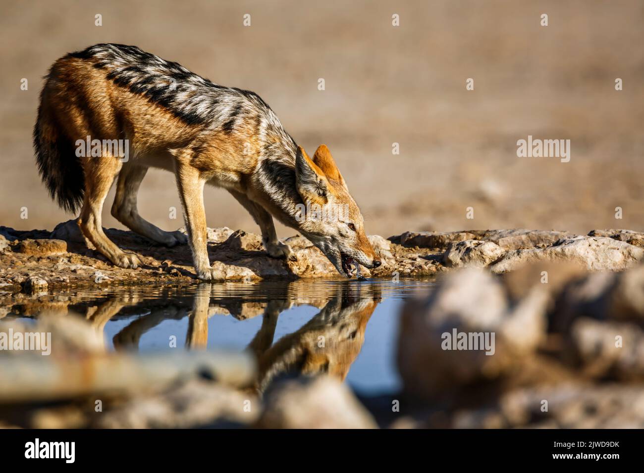 Black backed jackal drinking at waterhole in Kgalagadi transfrontier ...