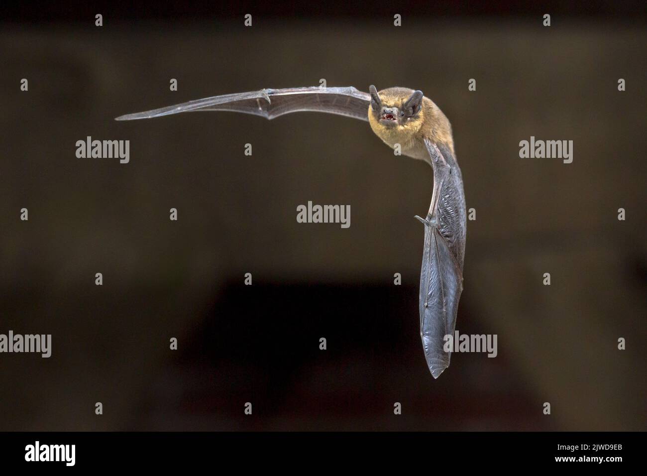 Pipistrelle bat (Pipistrellus pipistrellus) flying on wooden attic of ...