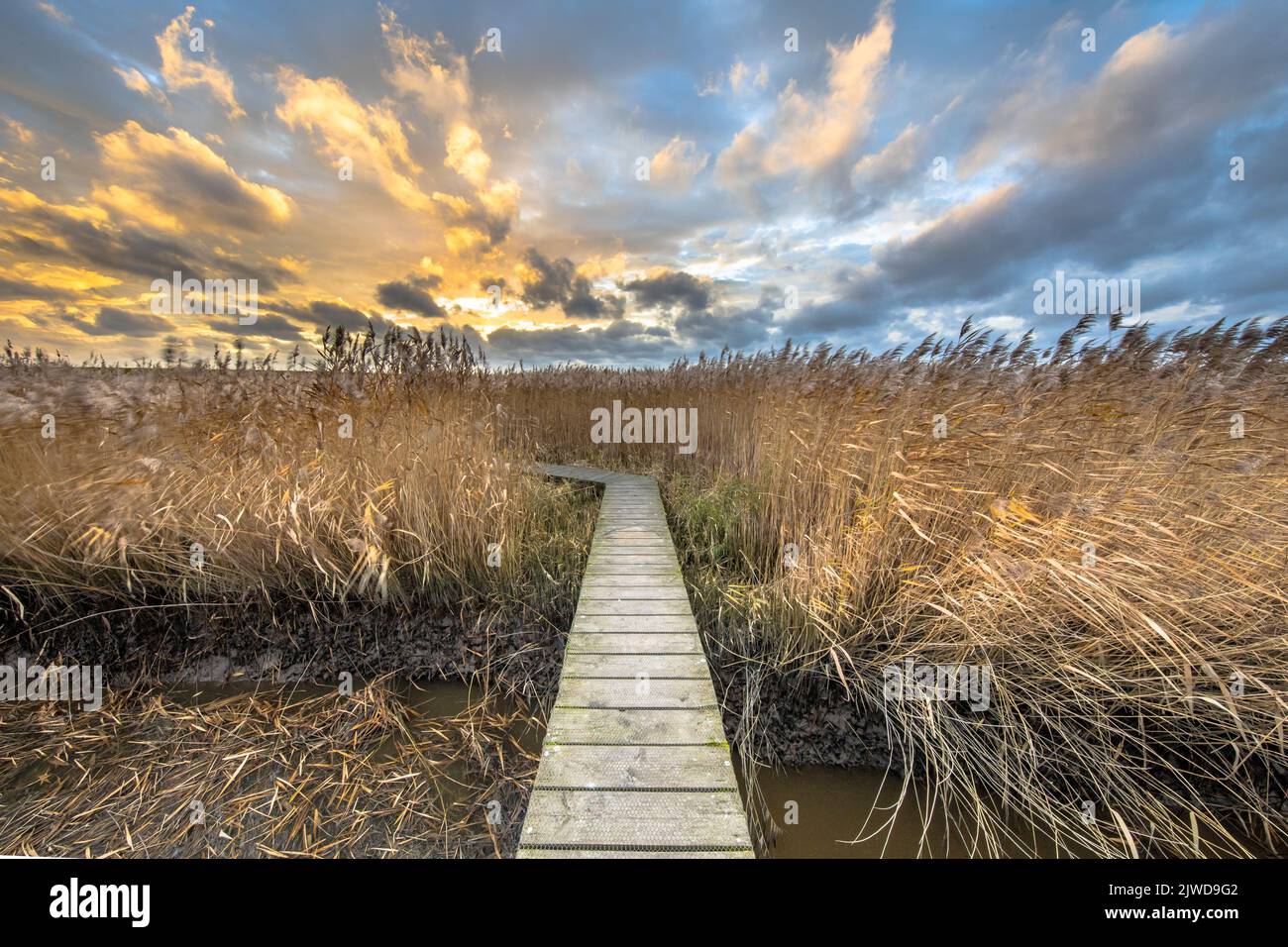 Wooden walkway through salt tidal marsh in Natura 2000 area Dollard ...