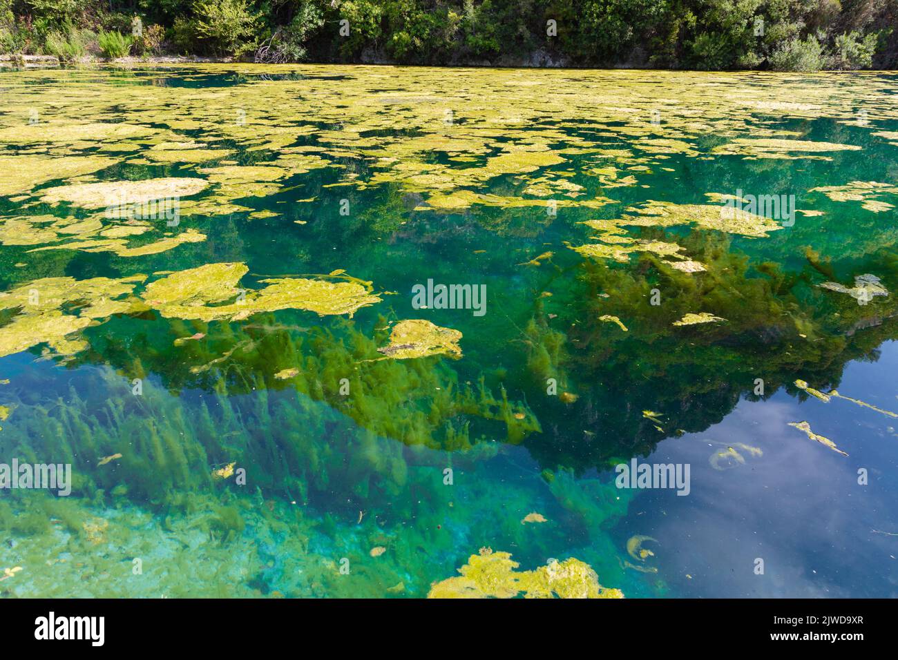 The crystal clear waters covered by the abundant algae of the Nera ...