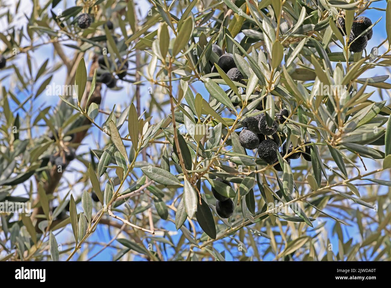 Olive tree olea europaea branches hi-res stock photography and images ...