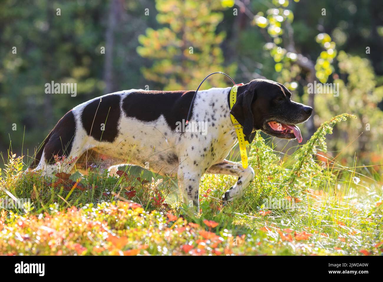 Dog english pointer hunting in the autumn with gps trekker Stock Photo ...