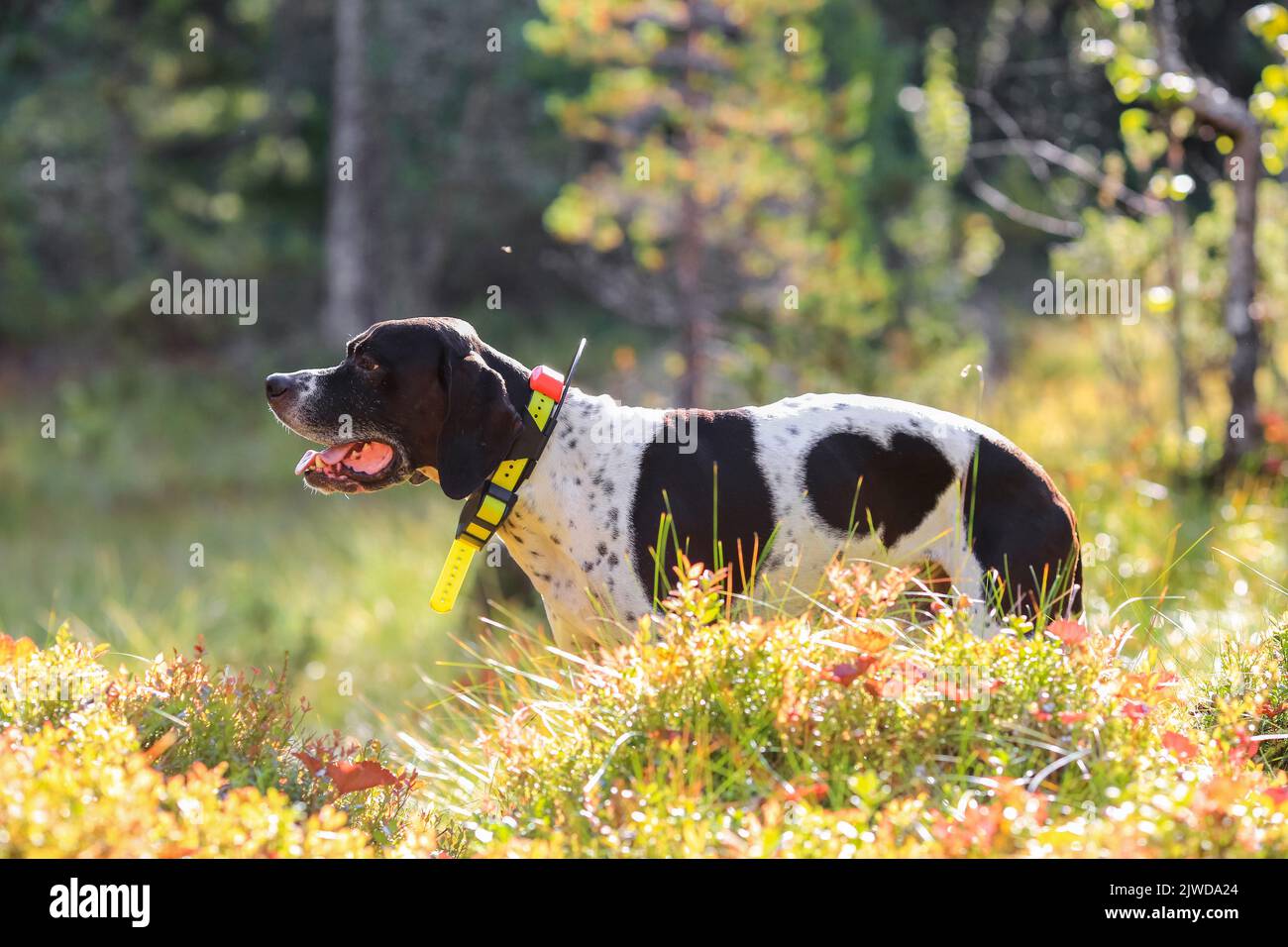 Dog english pointer hunting in the autumn with gps trekker Stock Photo ...