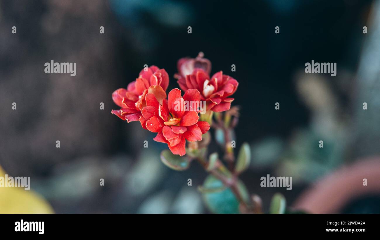 Flower foto hi-res stock photography and images - Alamy