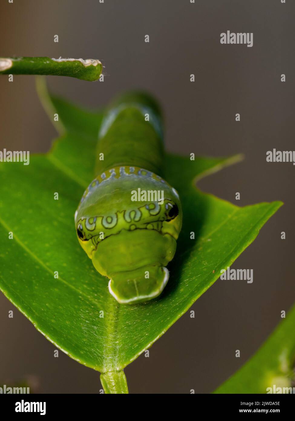 Snake on a leaf hi-res stock photography and images - Alamy