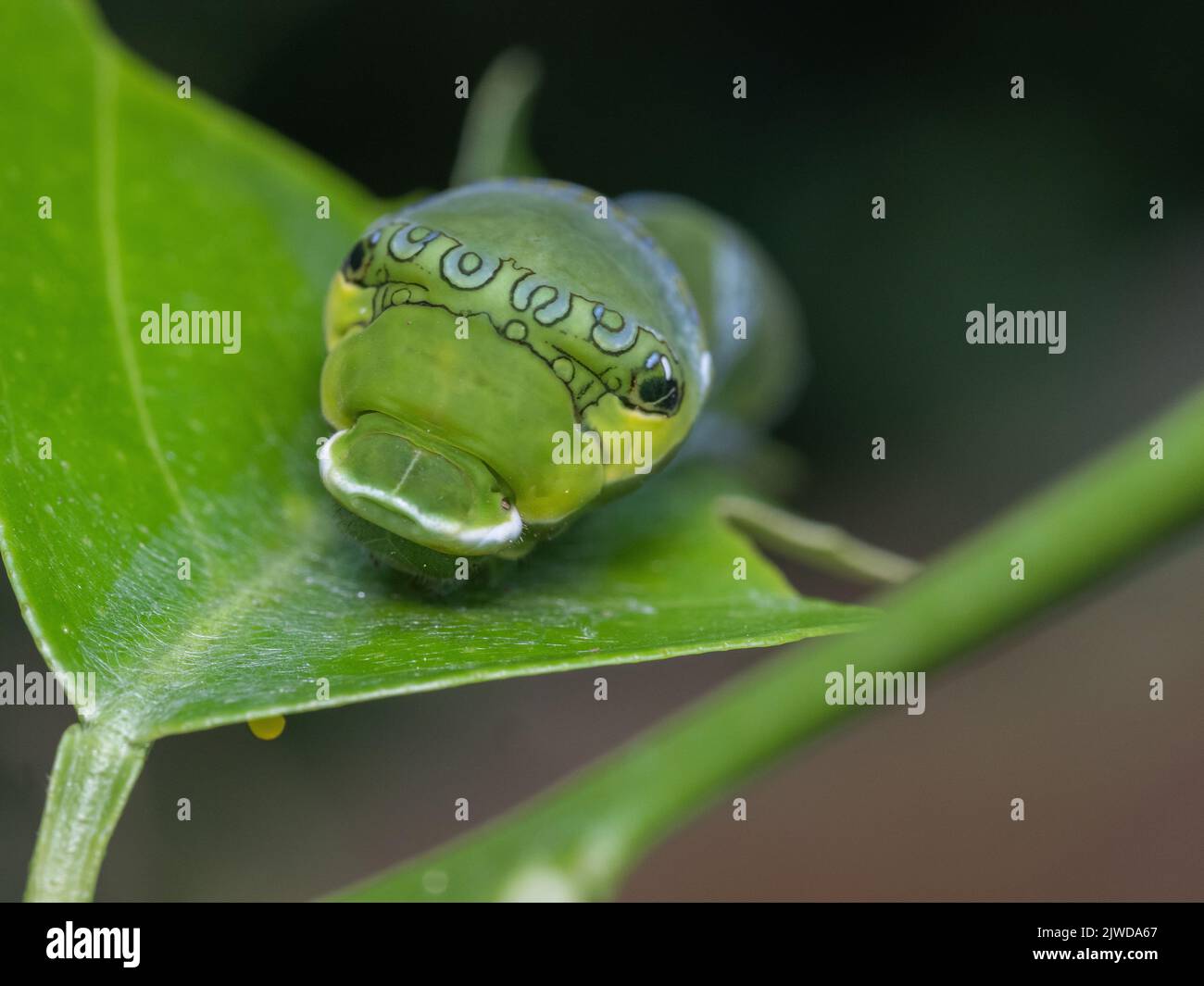 Snake on a leaf hi-res stock photography and images - Alamy