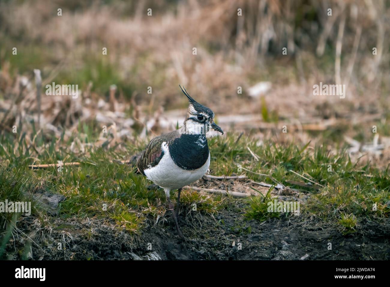 A closeup of a Northern lapwing standing in green grass Stock Photo - Alamy