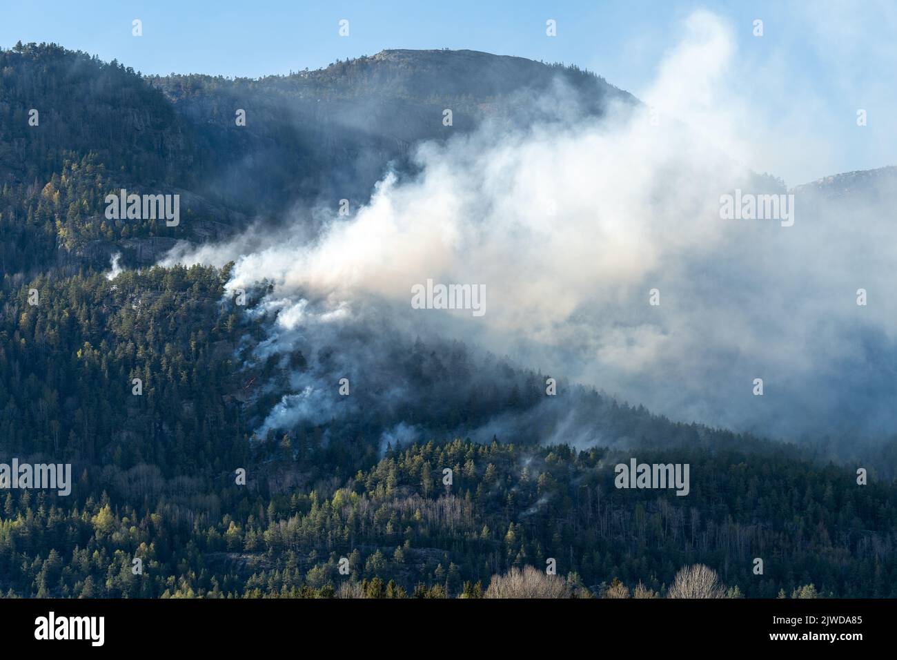 A view of a slope of a mountain covered with green pine forests in ...