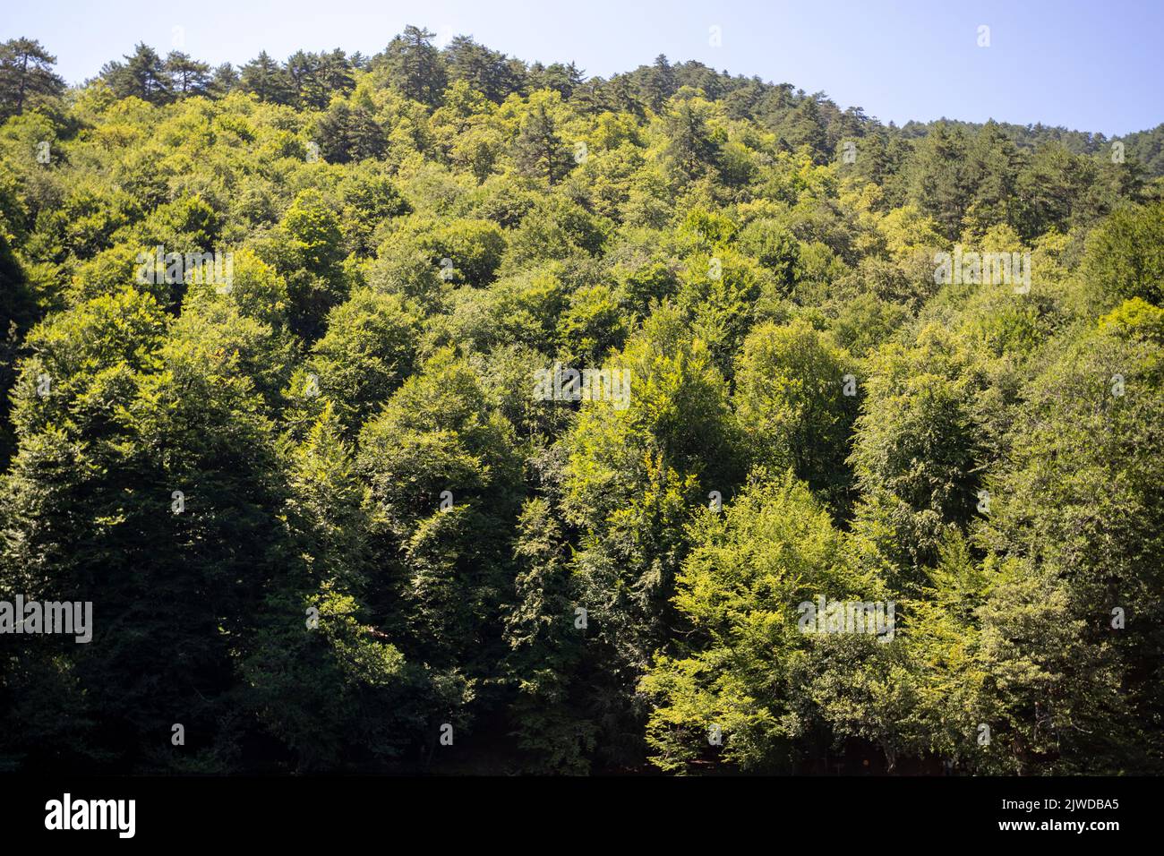 Forest image. Forest with different trees. Anatolian forests Stock ...