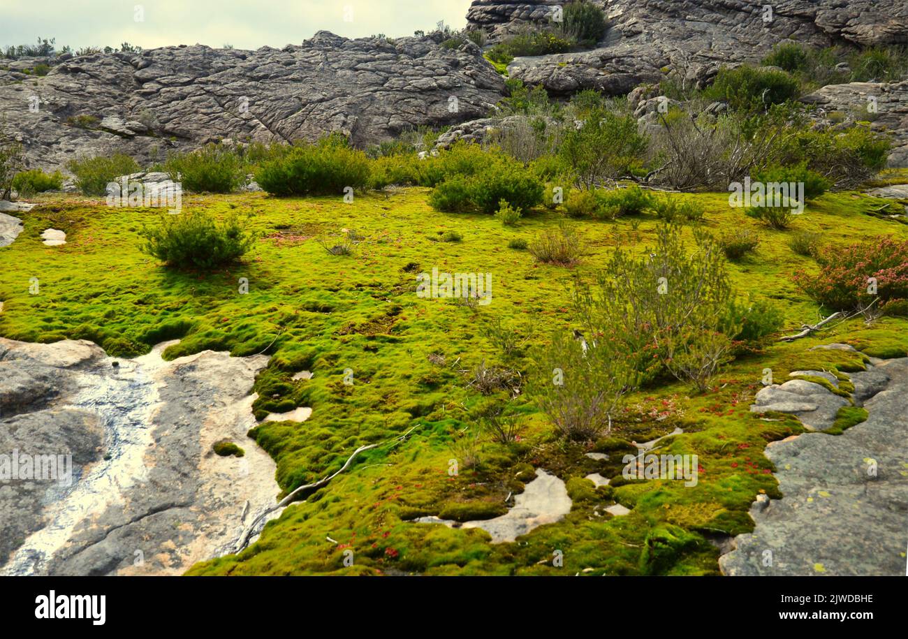 Plants and parks with rocks hi-res stock photography and images - Alamy