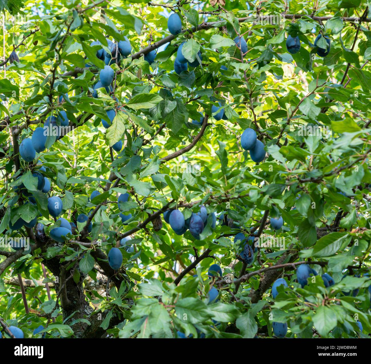 Plum tree with ripe plums close up in summer Stock Photo - Alamy