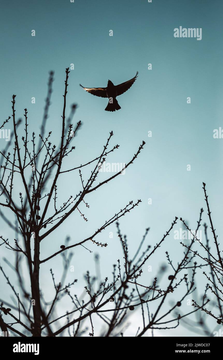 A vertical shot of a bird in flight and leafless branches Stock Photo ...