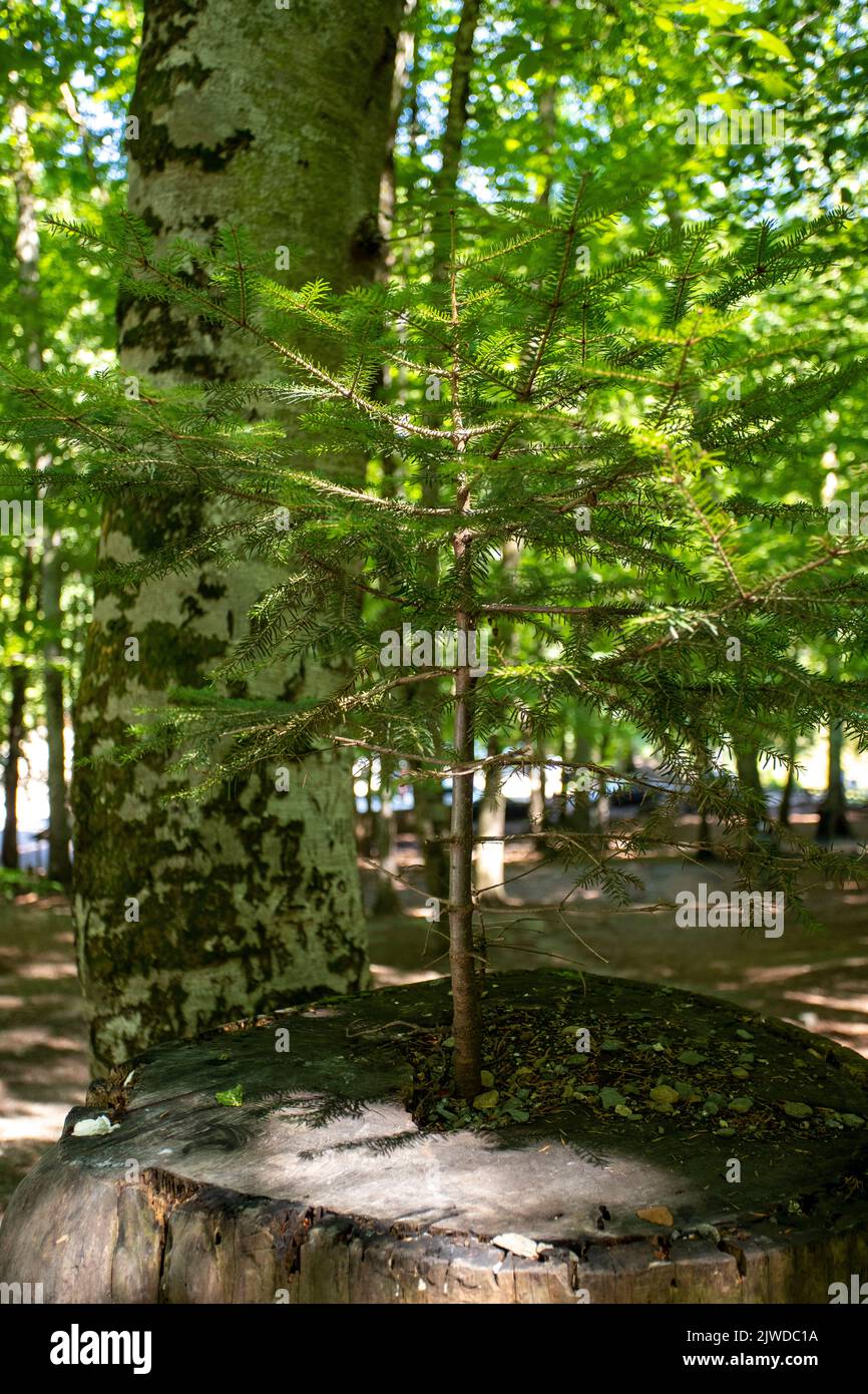 Sapling emerging from the middle of the cut tree. The tree that ...