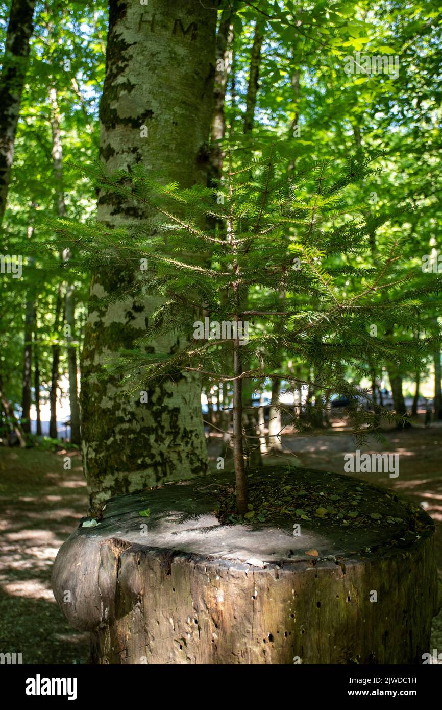 Sapling emerging from the middle of the cut tree. The tree that ...