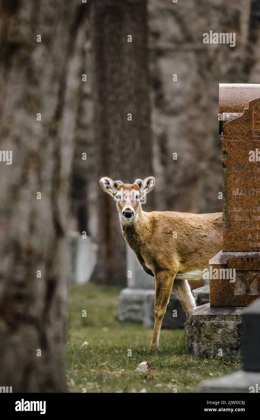 A vertical shot of a deer in the nature Stock Photo - Alamy