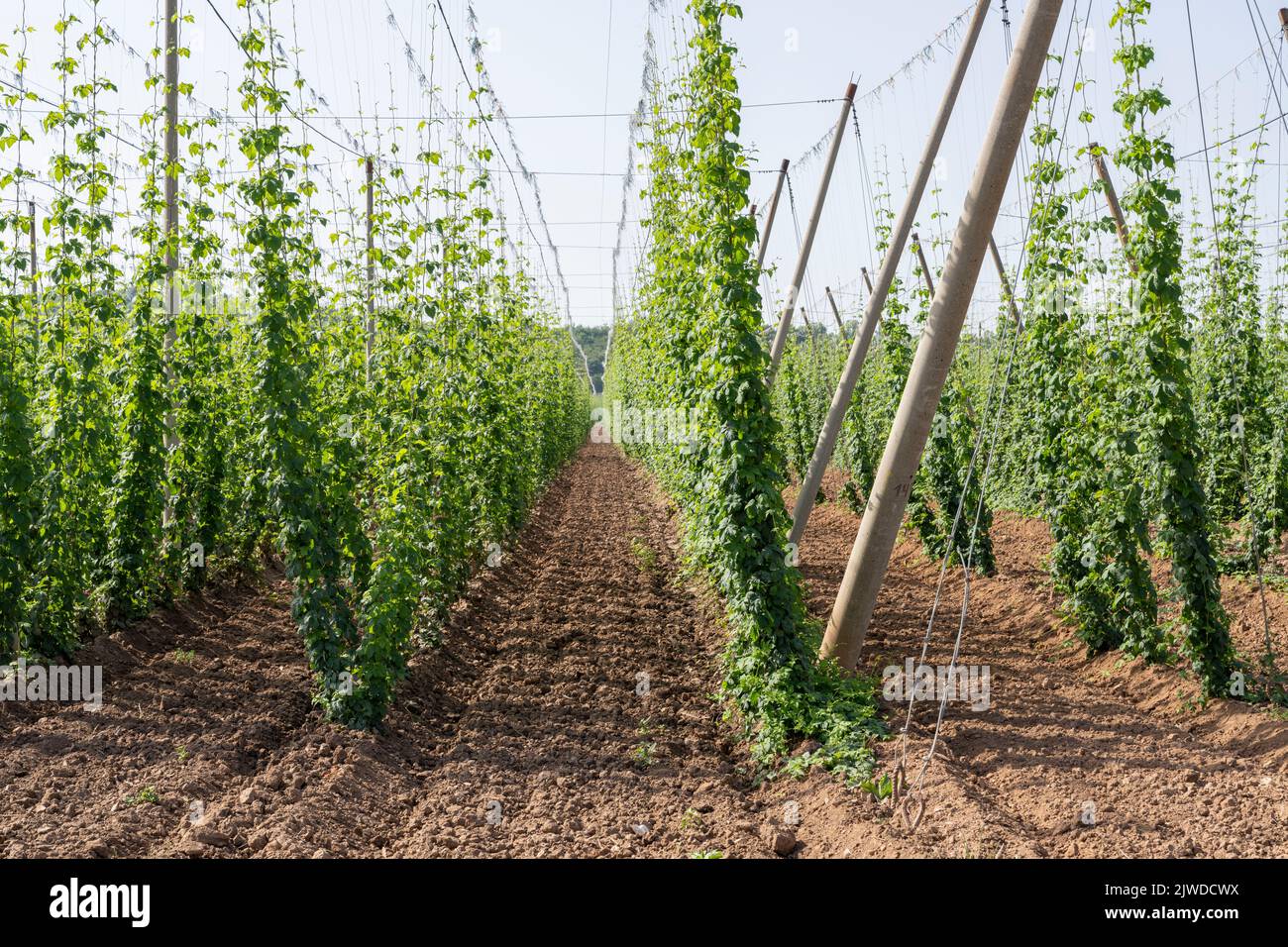 A beautiful view of rows of hop at a plantation Stock Photo - Alamy