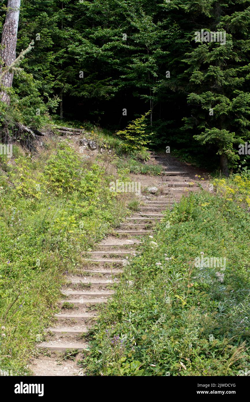 Walking path into the forest Stock Photo - Alamy