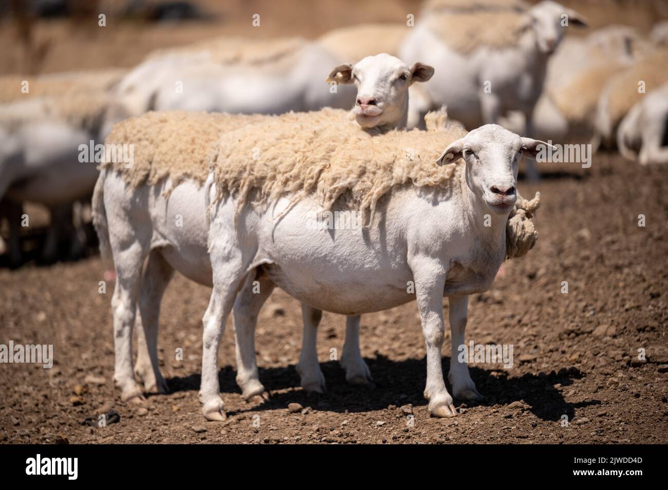 A close-up shot of Dorper sheep on a dirty ground Stock Photo - Alamy