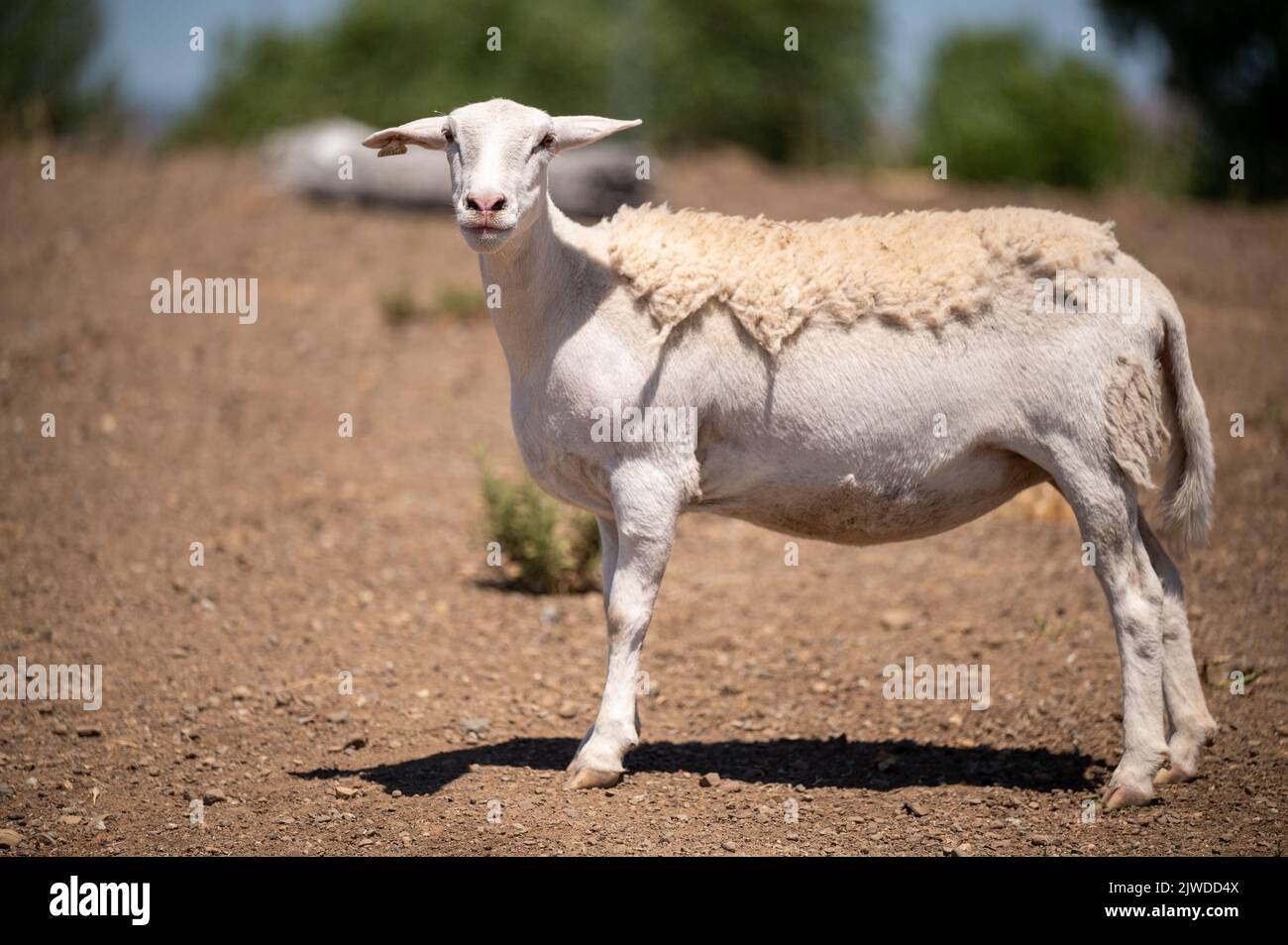 A close-up shot of a Dorper sheep on a dirty ground Stock Photo - Alamy